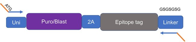 TrueTag™ Donor DNA Kit, HA