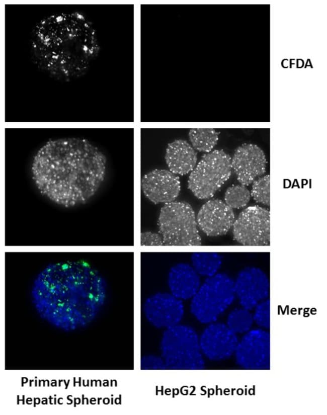 Human Spheroid-Qualified Hepatocytes