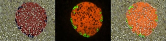 ViewRNA™ Tissue Assay Blue Module