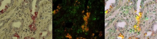 ViewRNA™ Tissue Assay Blue Module