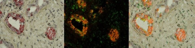 ViewRNA™ Tissue Assay Blue Module