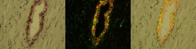 ViewRNA™ Tissue Assay Blue Module