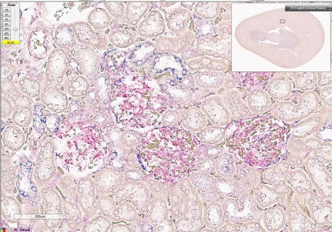 ViewRNA™ Tissue Assay Blue Module