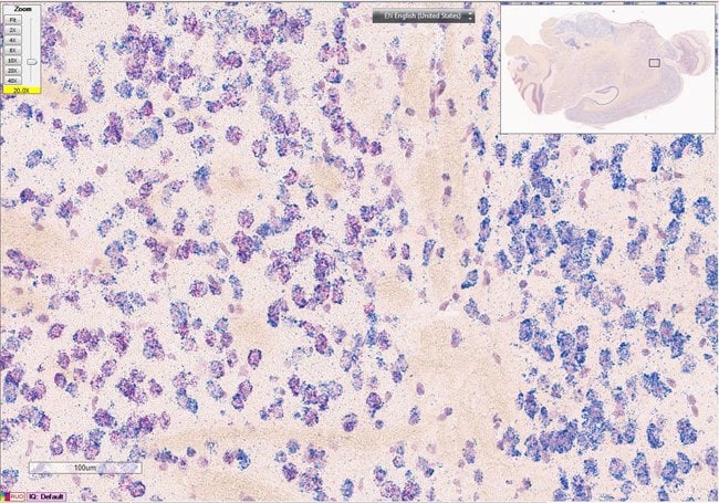 ViewRNA™ 组织测定蓝色模块