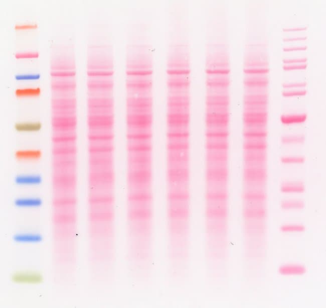 Ponceau S Staining Solution