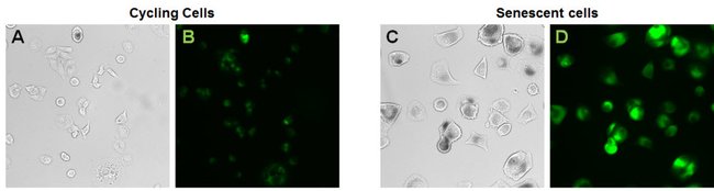 CellEvent™ Senescence Green Detection Kit