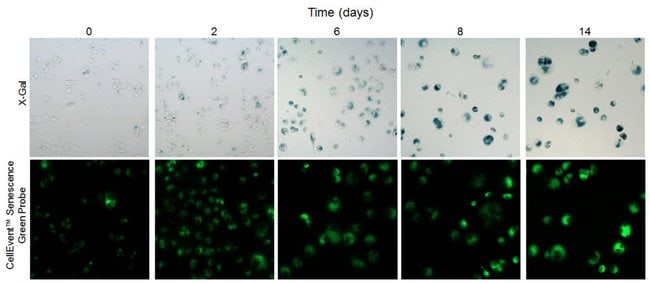 CellEvent™ Senescence Green Detection Kit