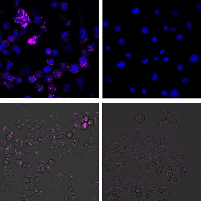 pHrodo™ Deep Red Antibody Labeling Kit