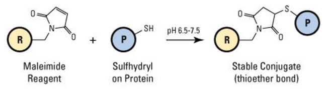 EZ-Link™ Maleimide Activated Horseradish Peroxidase