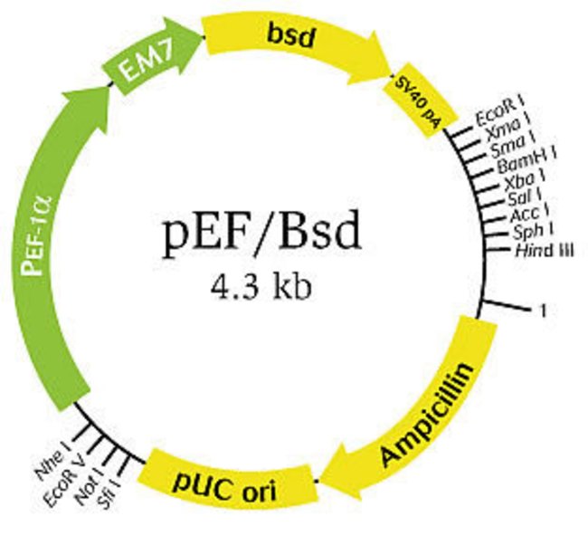 BsdCassette™ Vector (pCMV/Bsd)
