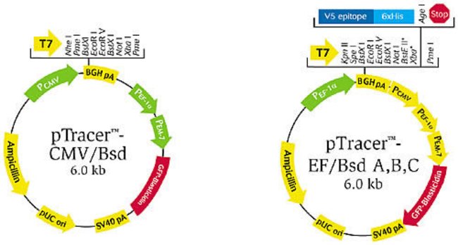 pTracer™-CMV/Bsd Mammalian Expression Vector