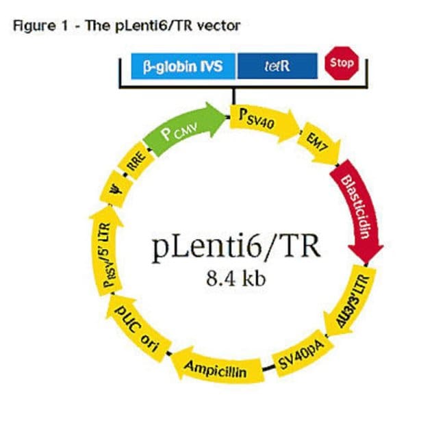 pLenti6/TR Vector Kit
