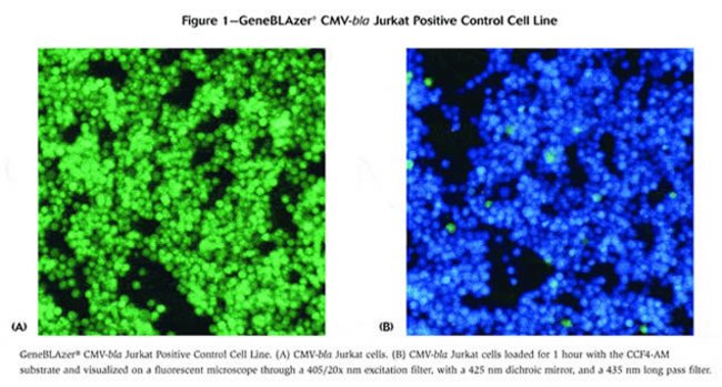 GeneBLAzer™ CMV- bla Jurkat Positive Control Cell Line
