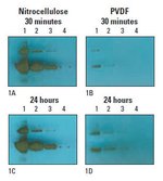 StartingBlock™ T20 (TBS) Blocking Buffer