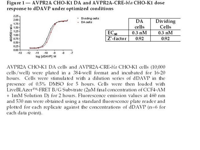 GeneBLAzer™ AVPR2 CHO-K1 DA Assay Kit