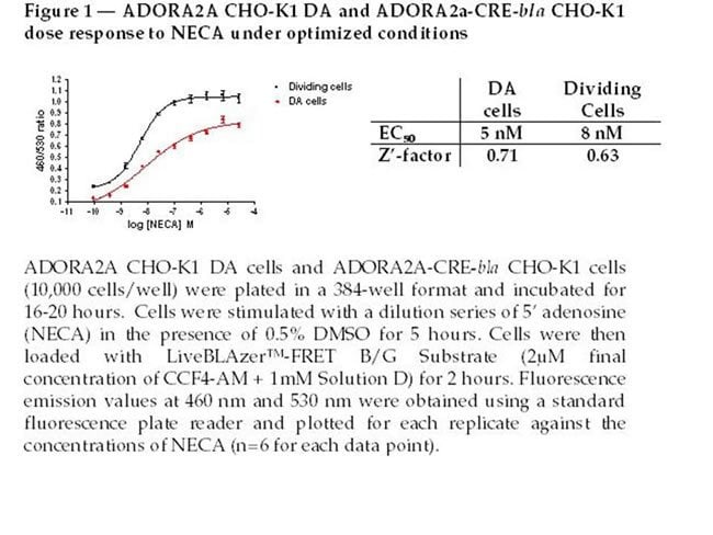 GeneBLAzer™ ADORA2A CHO-K1 DA Assay Kit