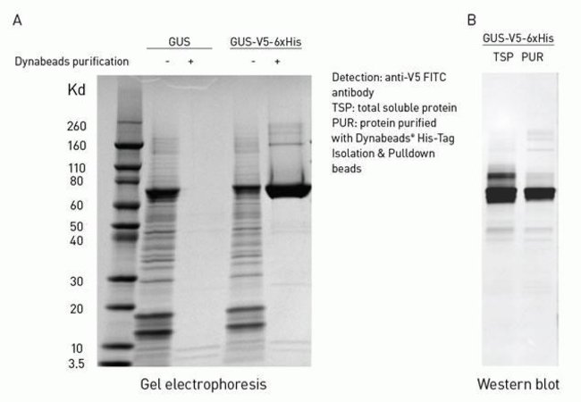 GeneArt™ 蓝细菌聚球藻属蛋白表达载体
