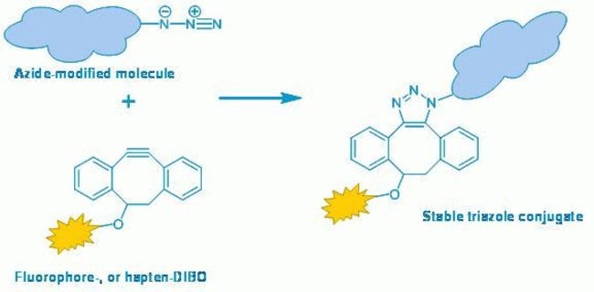 Click-IT Succinimidyl Ester DIBO Alkyne, for copper free click chemistry