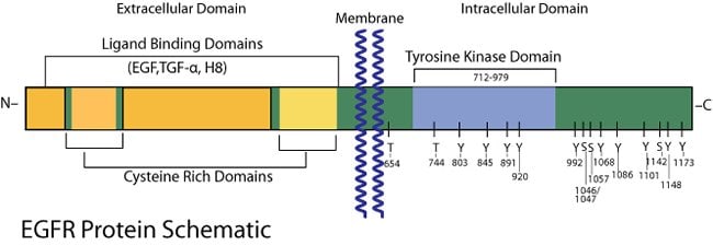 EGFR Rabbit Polyclonal Antibody - Thermo Fisher Scientific
