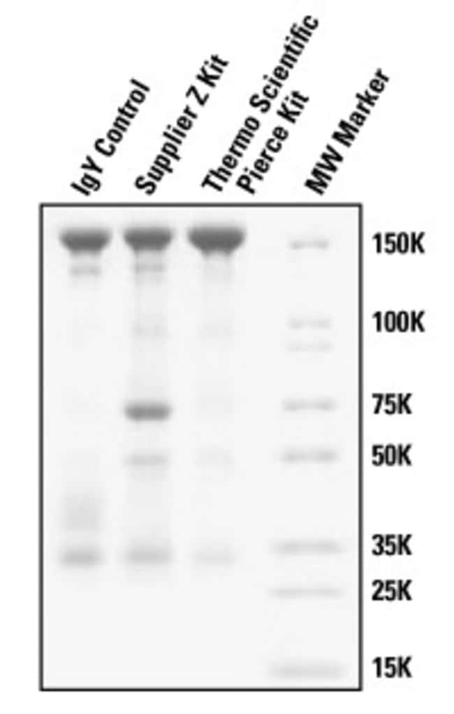 Pierce™ Chicken IgY Purification Kit