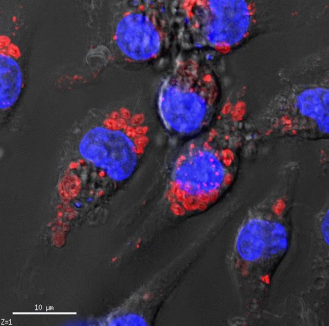pHrodo™ Red Zymosan Bioparticles™ Conjugate for Phagocytosis