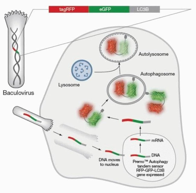 Premo™ Autophagy Tandem Sensor RFP-GFP-LC3B Kit