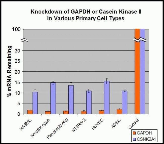 Lipofectamine™ RNAiMAX Transfection Reagent