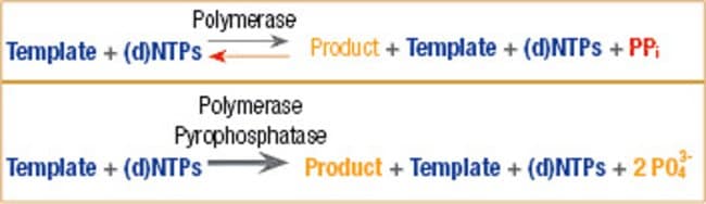 Pyrophosphatase, inorganic (0.1 U/µL)