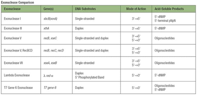 T7 Gene 6 Exonuclease