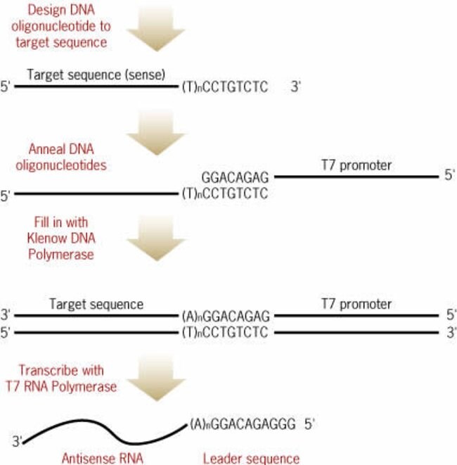 mirVana miRNA Probe Construction Kit - Thermo Fisher Scientific
