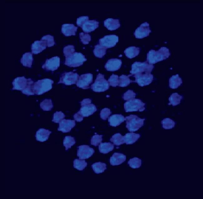 SYTO™ Blue Fluorescent Nucleic Acid Stain Sampler Kit (SYTO™ dyes 40 ...