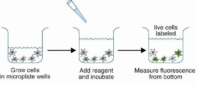 CyQUANT™ Direct Cell Proliferation Assay