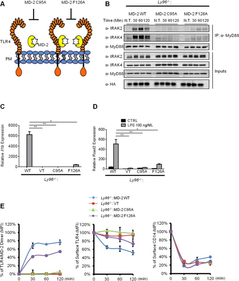 CD14 Antibody, FITC (11-0141-82)