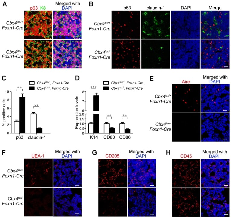 CD45R (B220) Antibody (14-0452-82)