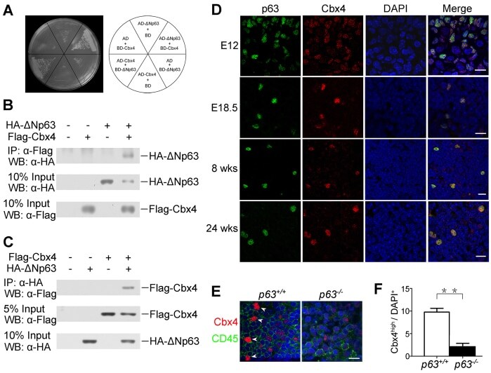CD45R (B220) Antibody (14-0452-82)