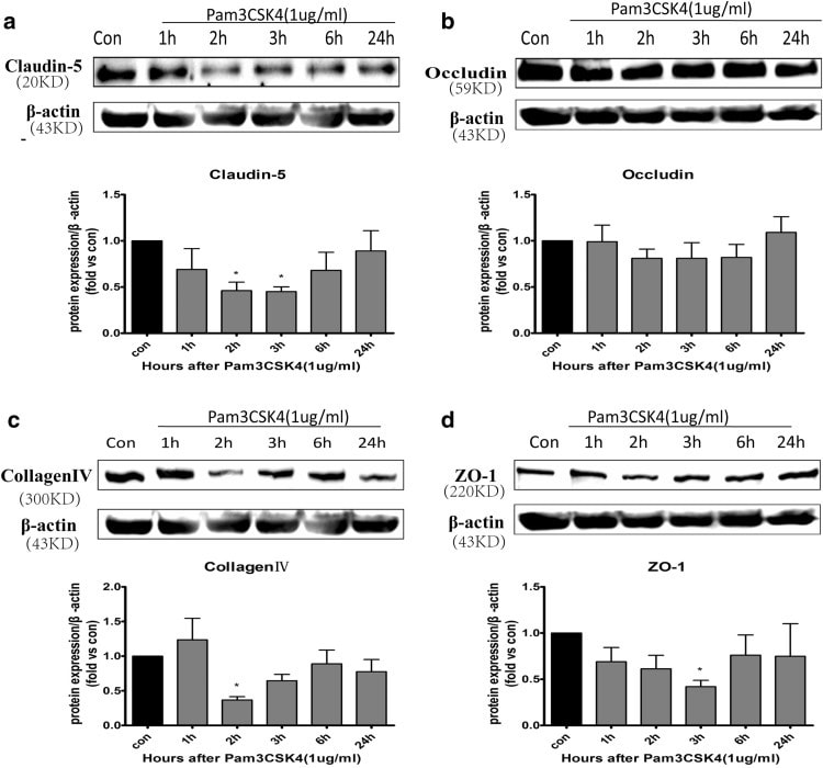 ZO-1 Antibody (61-7300)