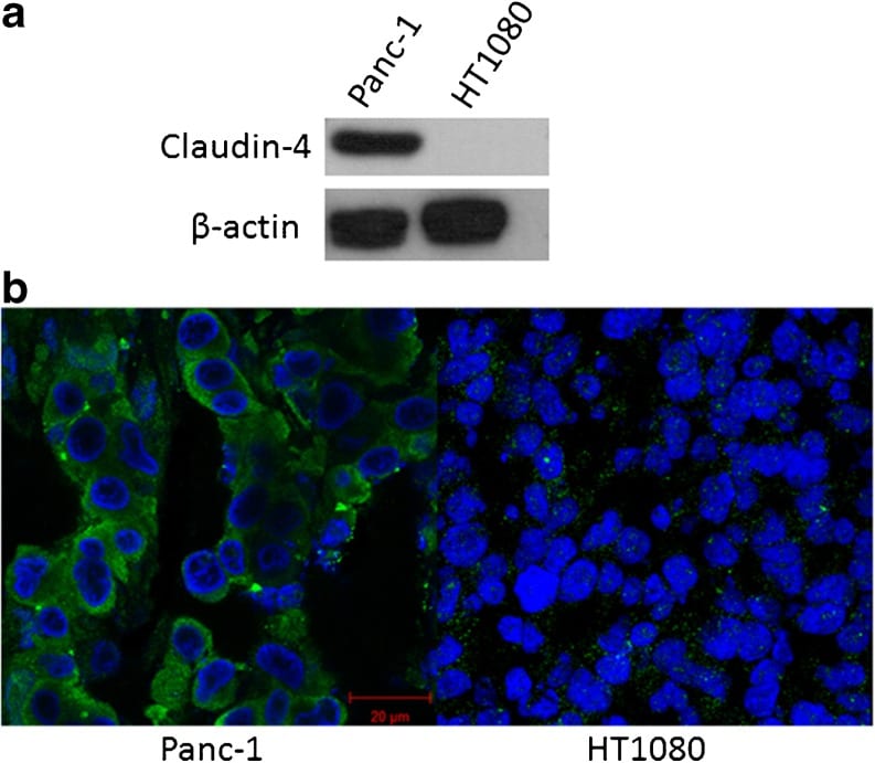 Claudin 4 Antibody (32-9400)