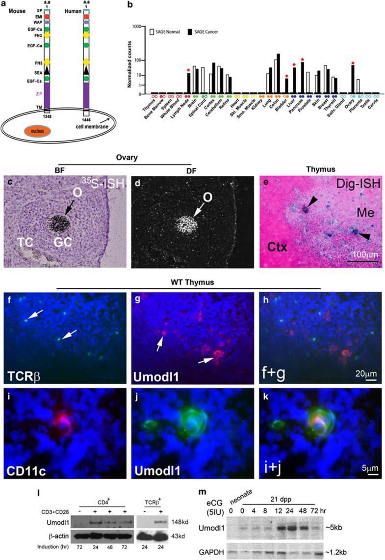 TCR beta Antibody, FITC (11-5961-82)