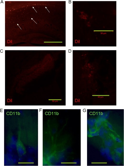CD11b Antibody (Monoclonal, M1/70)