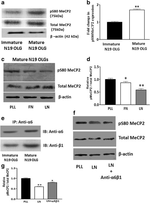 ITGB1 Antibody (Monoclonal, TS2/16)