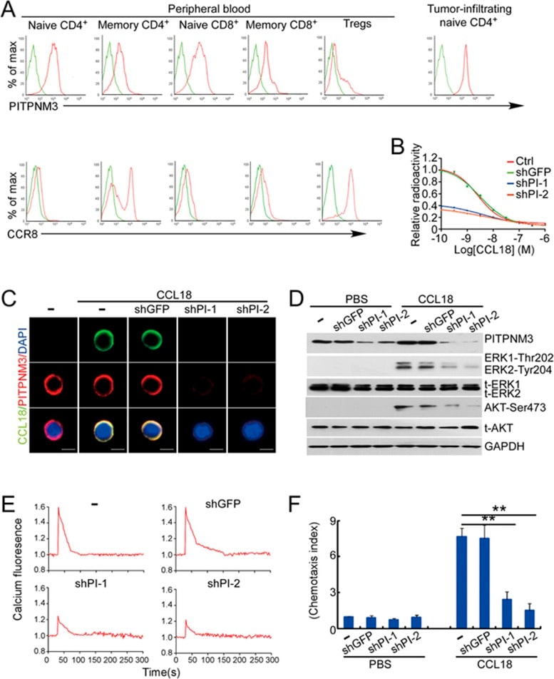 CD45RO Antibody, FITC (11-0457-42)