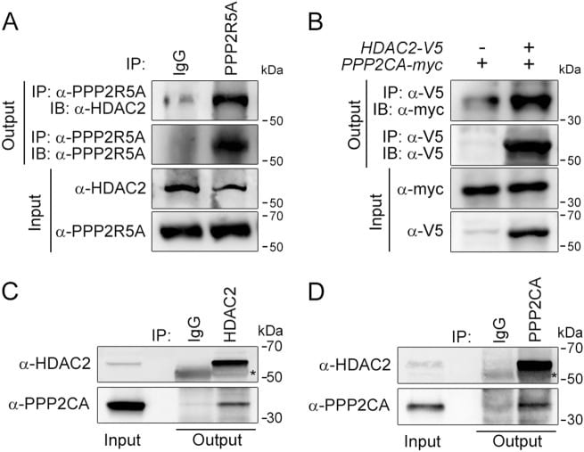 HDAC2 Antibody (51-5100)