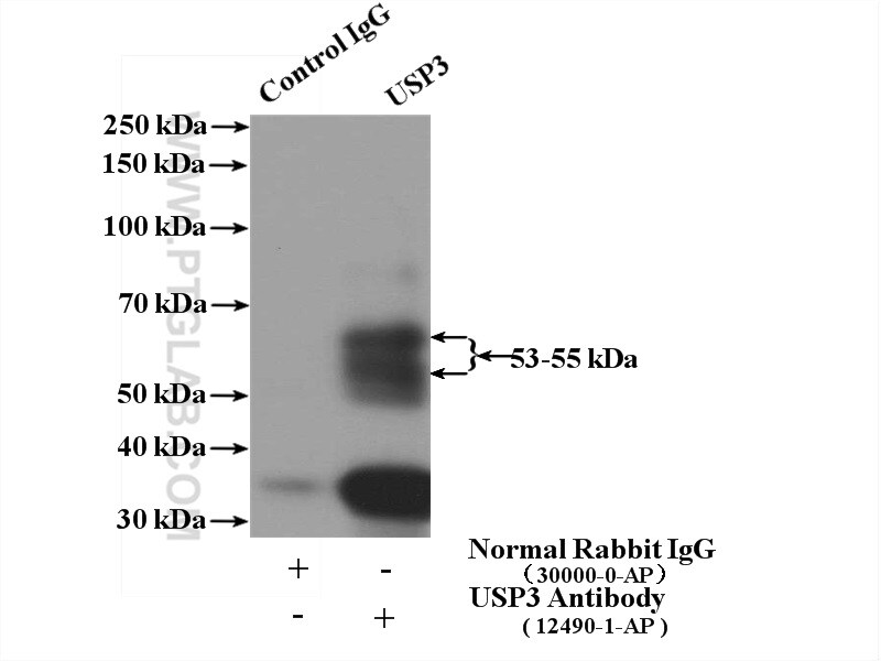 USP3 Antibody (12490-1-AP)