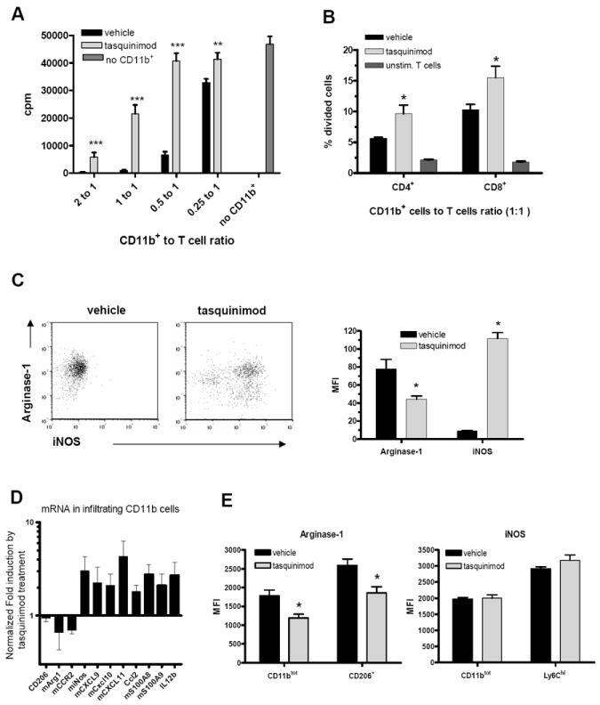 iNOS Antibody, PE (Monoclonal, CXNFT)