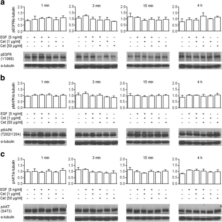 Phospho-EGFR (Tyr1068) Antibody (44-788G)