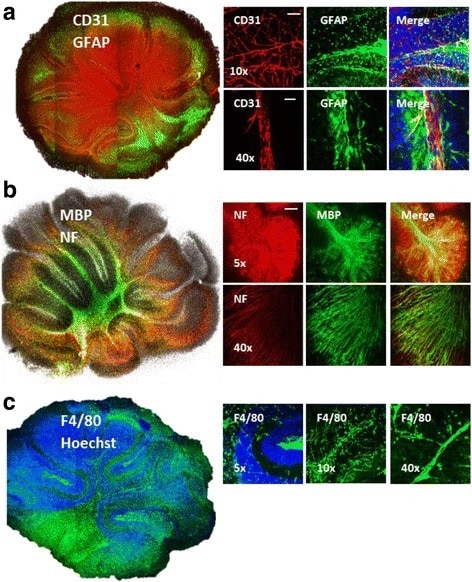 F4/80 Antibody, eFluor® 570 (41-4801-82)