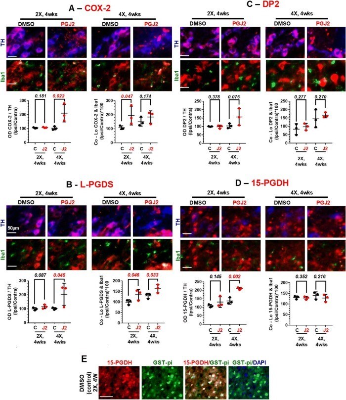 CRTH2 Antibody (PA5-20332)