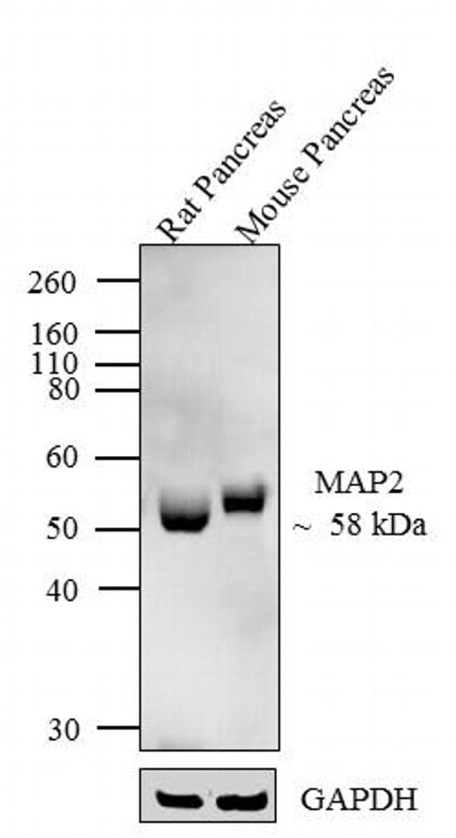 MAP2 Antibody (13-1500)