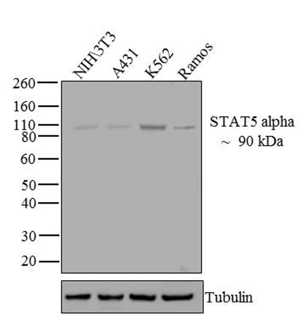 STAT5 alpha Antibody (13-3600)