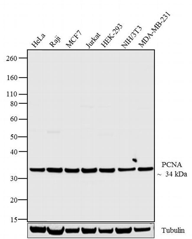 PCNA Antibody, Biotin (13-3940)